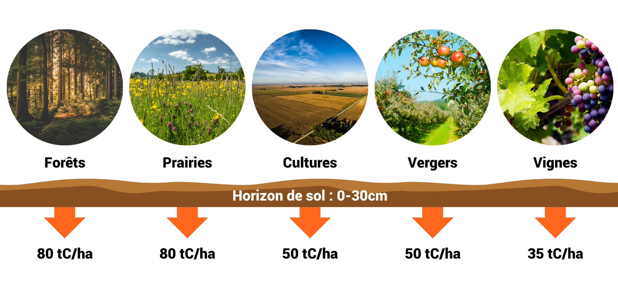 Le stockage du carbone dans les sols - SMAG